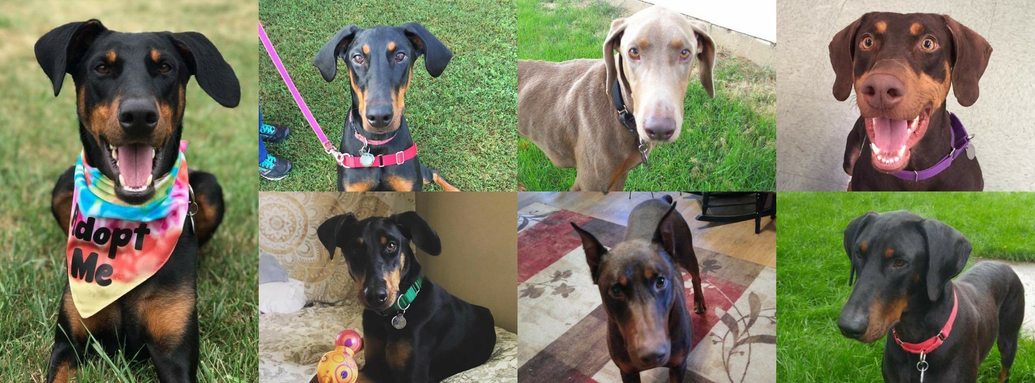 Home [www.bluegrassdobermanrescue.org]