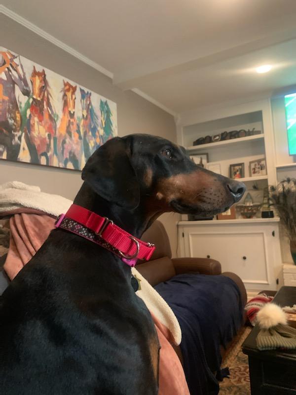 Mary - Bluegrass Doberman Rescue