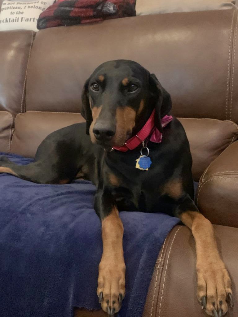Mary - Bluegrass Doberman Rescue