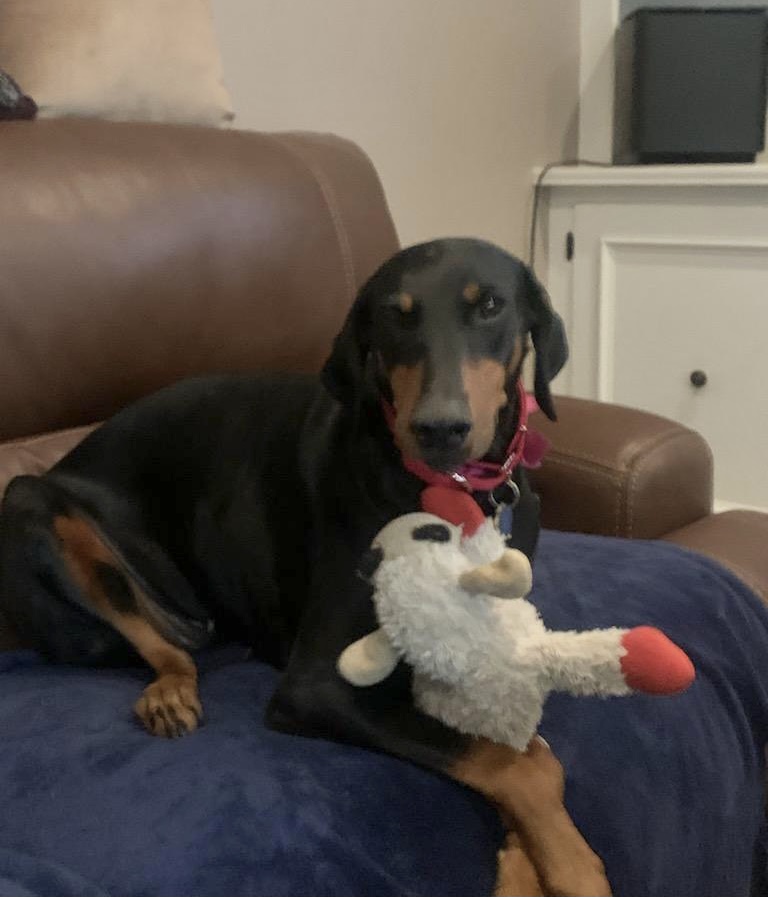 Mary - Bluegrass Doberman Rescue