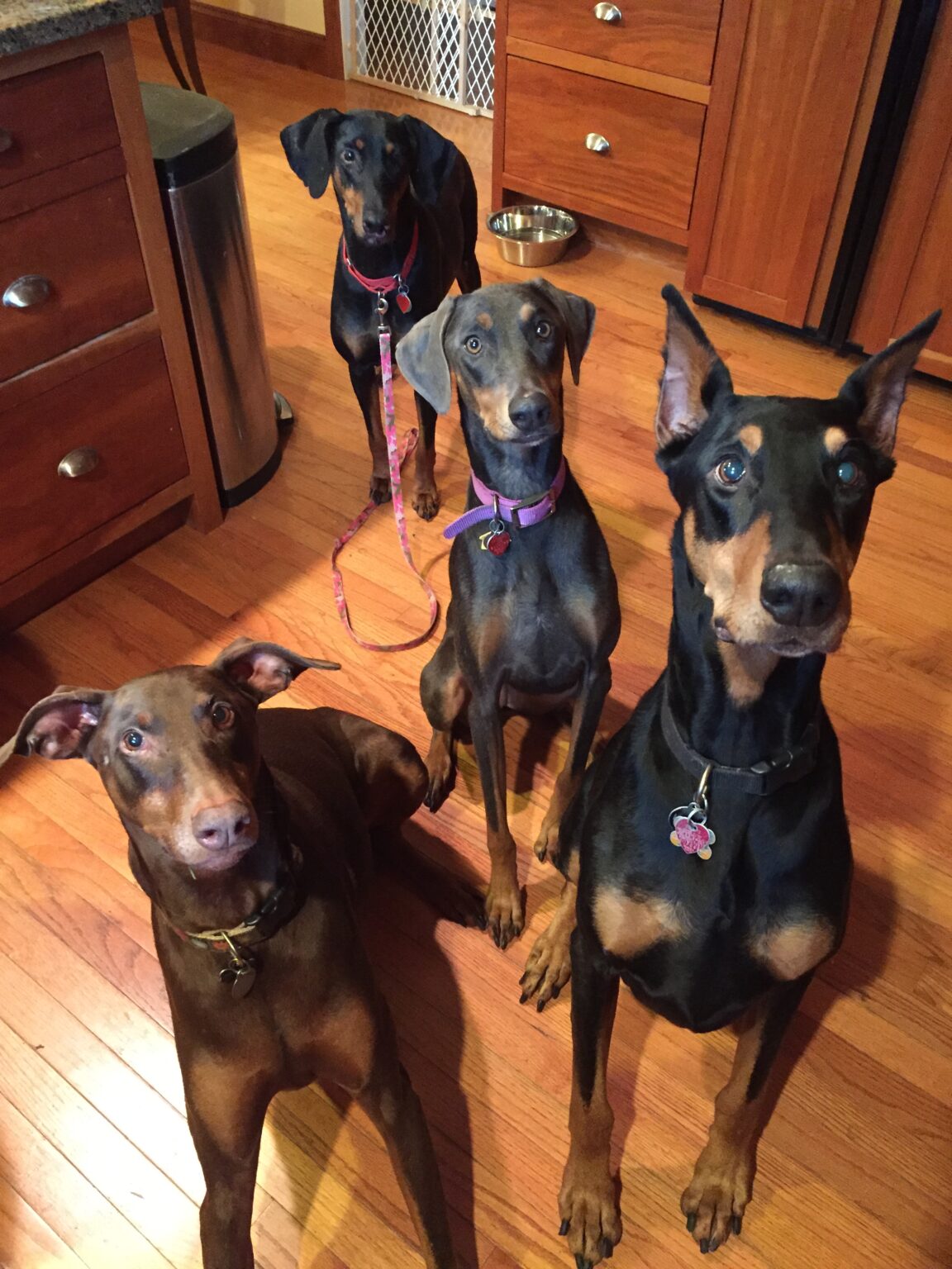 Home - Bluegrass Doberman Rescue