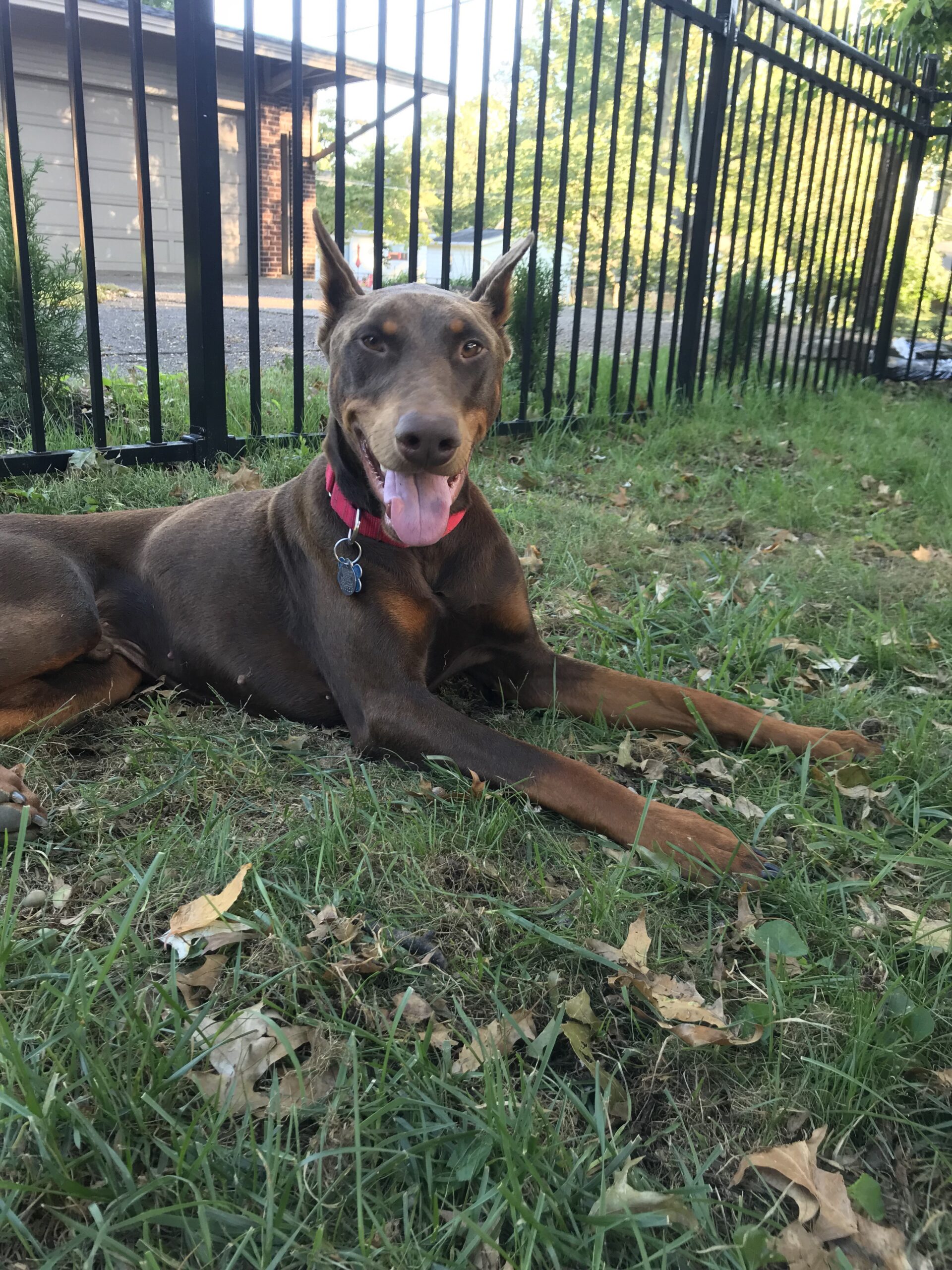 ozzy - Bluegrass Doberman Rescue