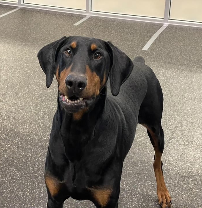 ruger - Bluegrass Doberman Rescue
