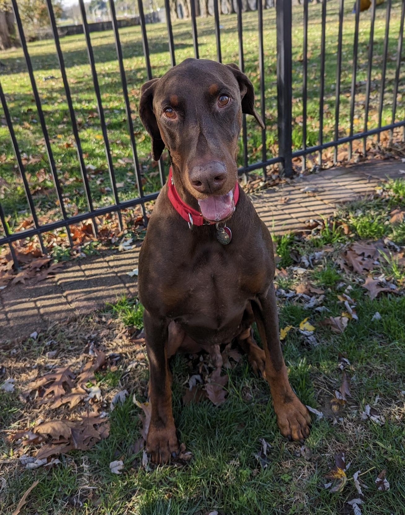 joey - Bluegrass Doberman Rescue
