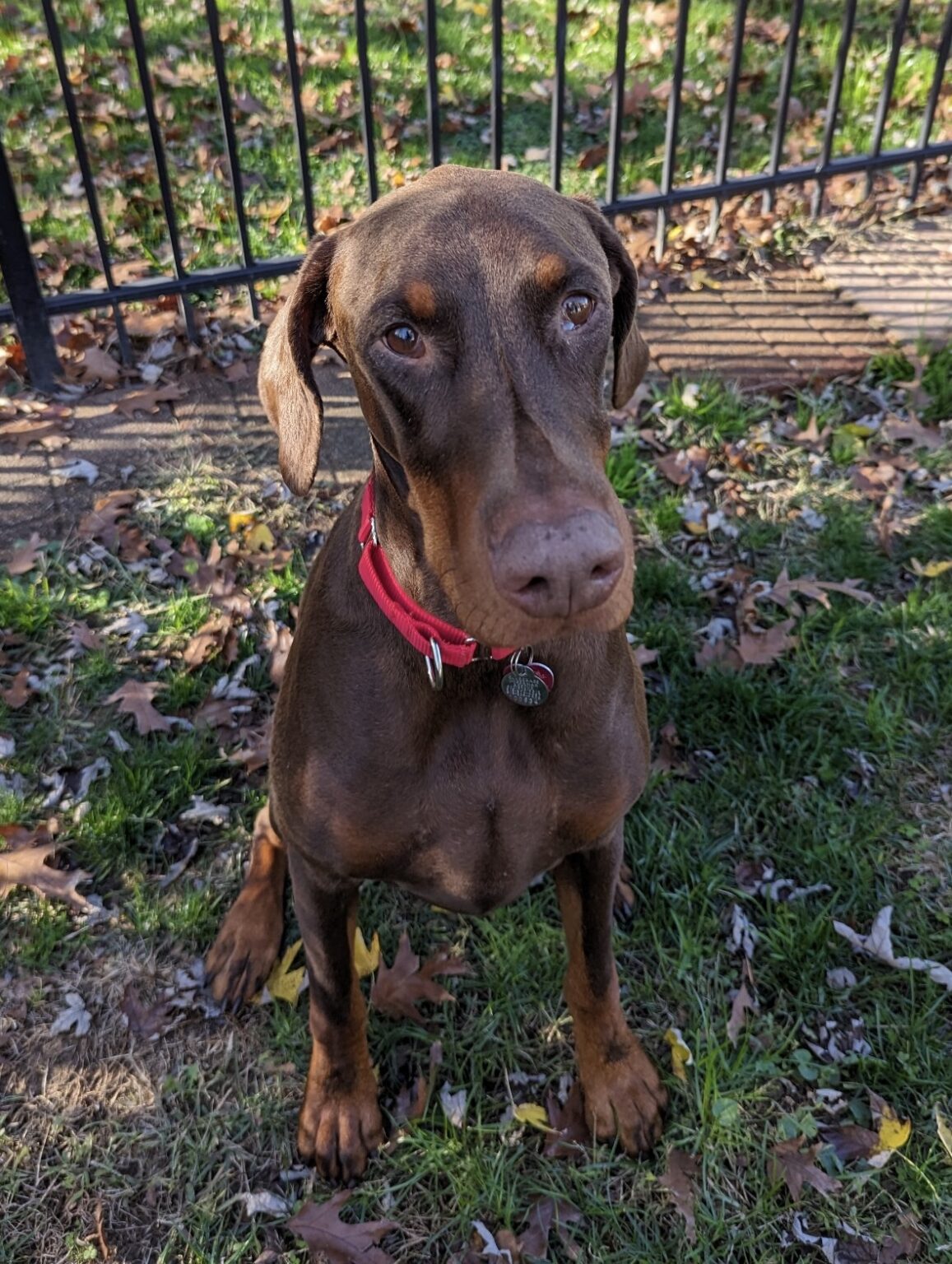 joey - Bluegrass Doberman Rescue