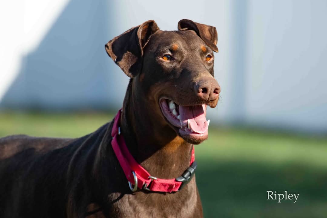 ripley - Bluegrass Doberman Rescue