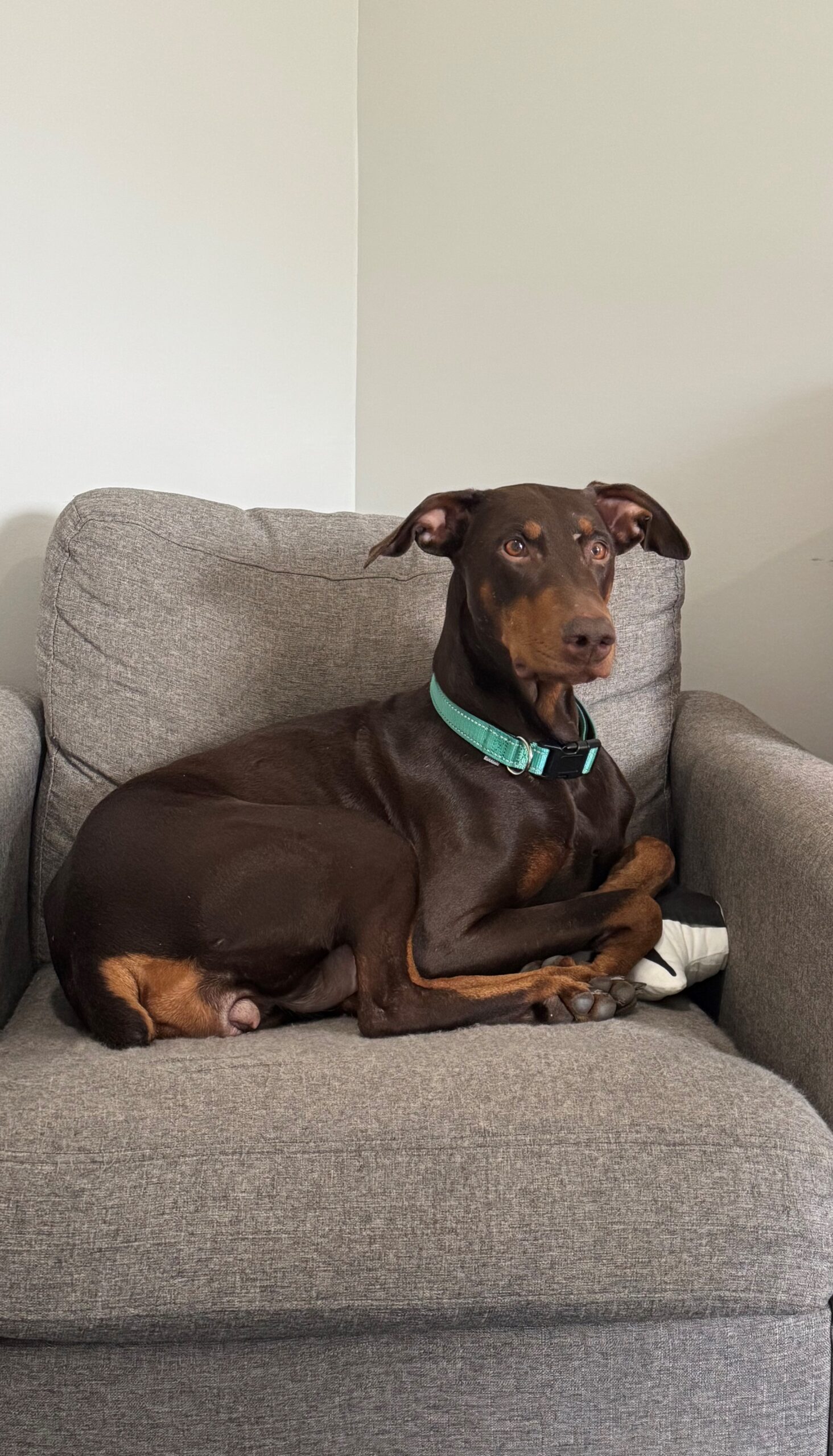 ruby - Bluegrass Doberman Rescue