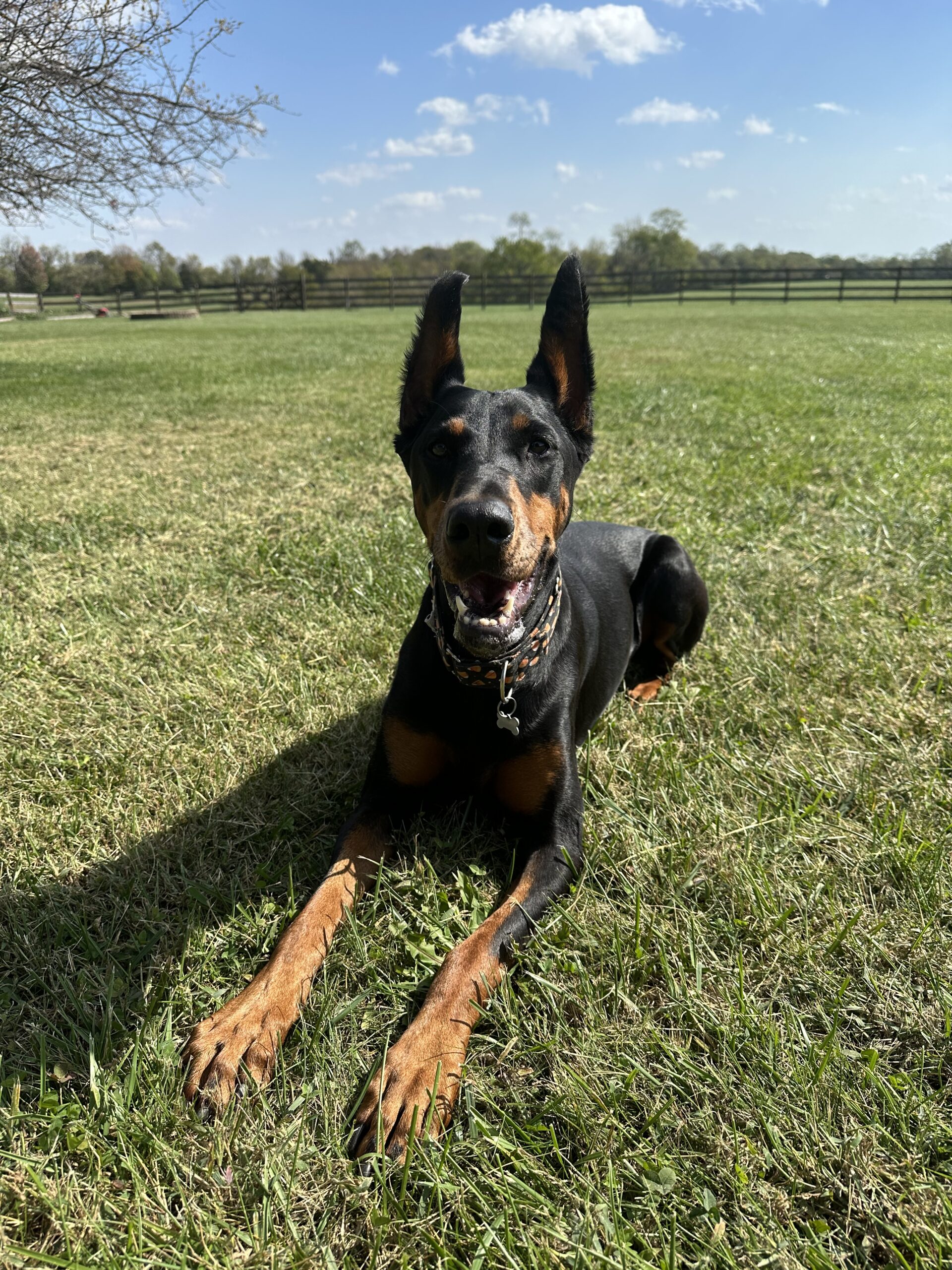 Anne Vetter - Bluegrass Doberman Rescue