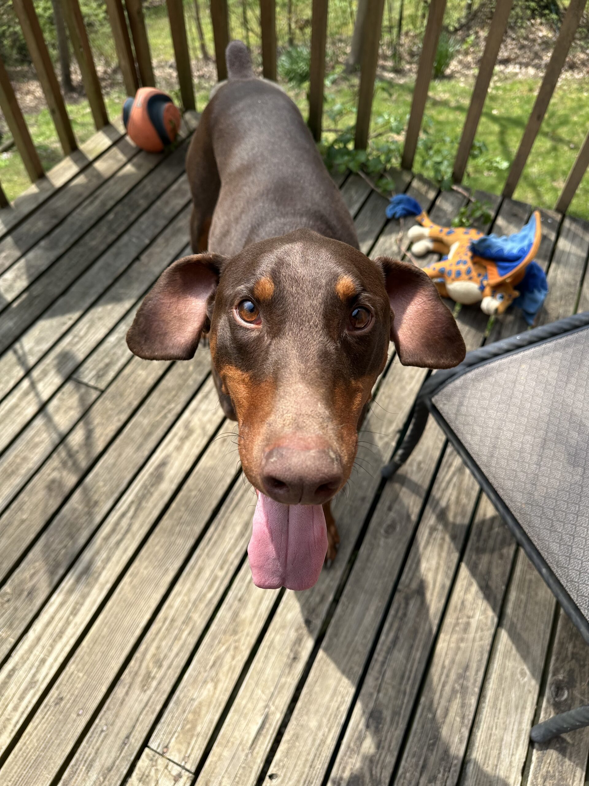 leo - Bluegrass Doberman Rescue
