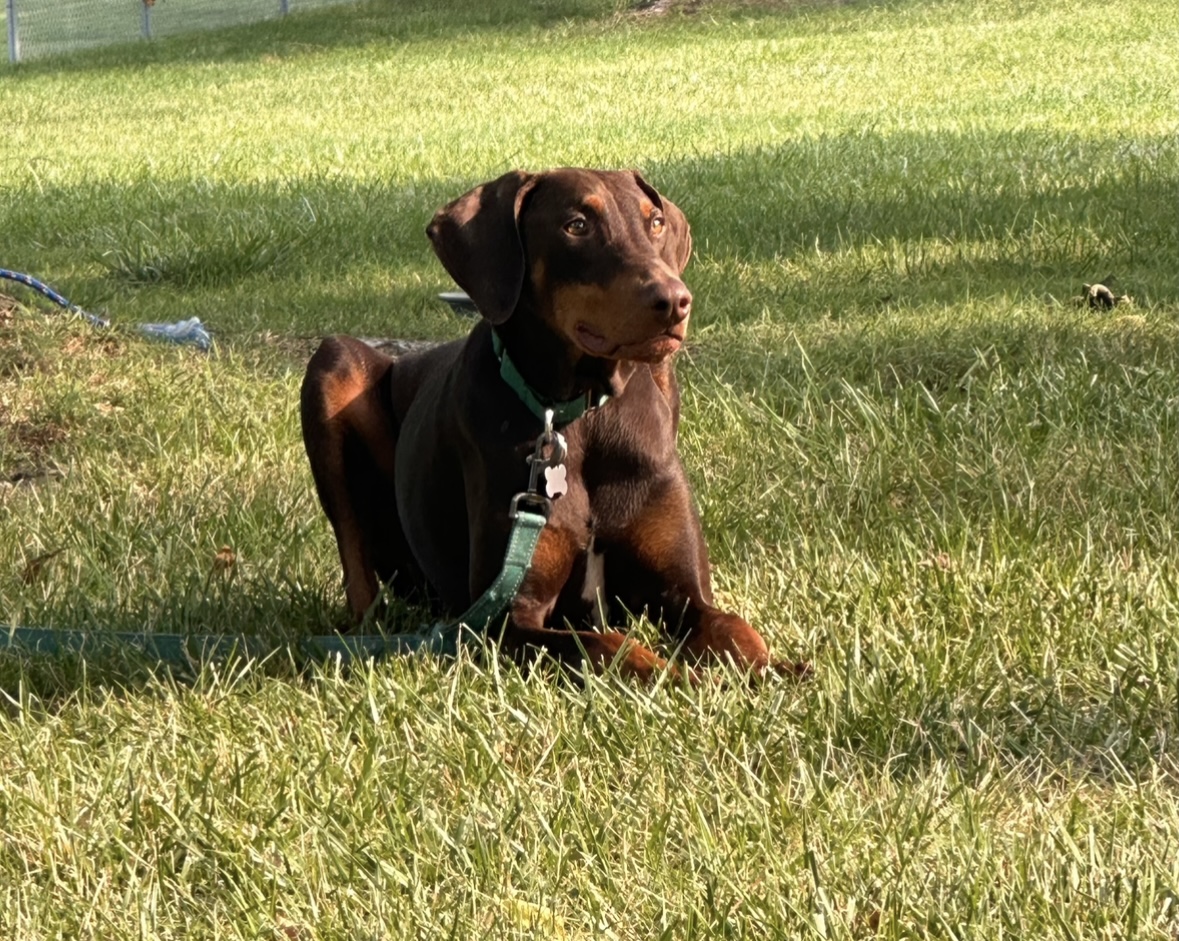 Screenshot - Bluegrass Doberman Rescue