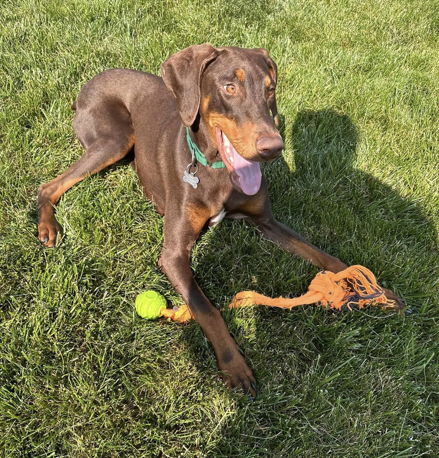 image3 - Bluegrass Doberman Rescue