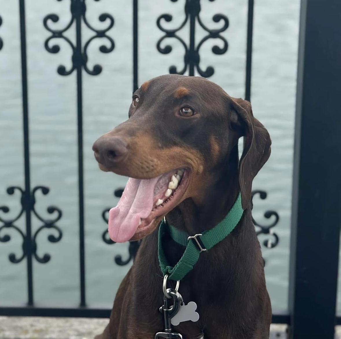 image4 - Bluegrass Doberman Rescue