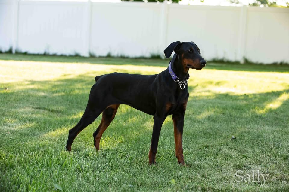 IMG_1966 - Bluegrass Doberman Rescue