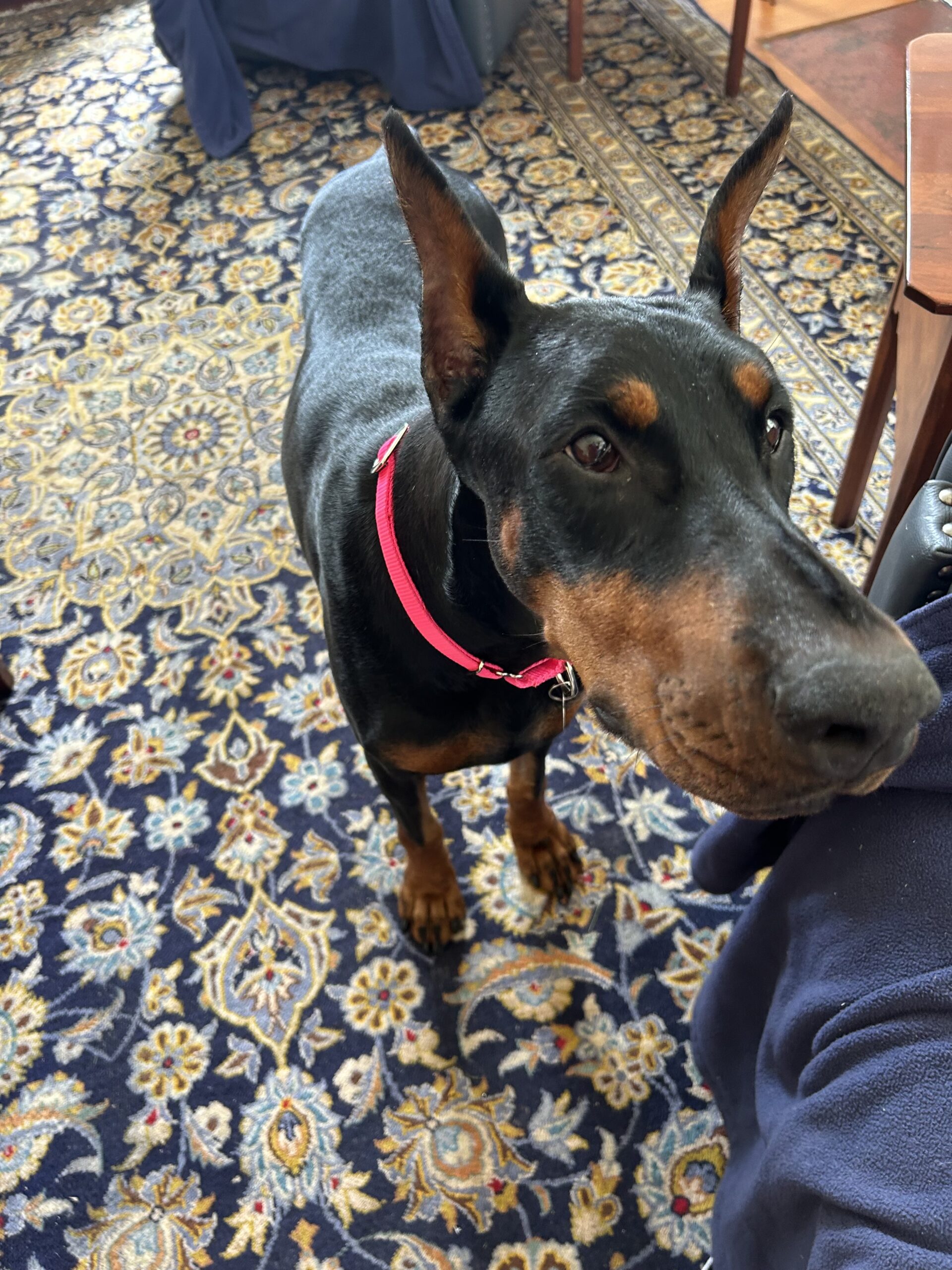 cassie - Bluegrass Doberman Rescue
