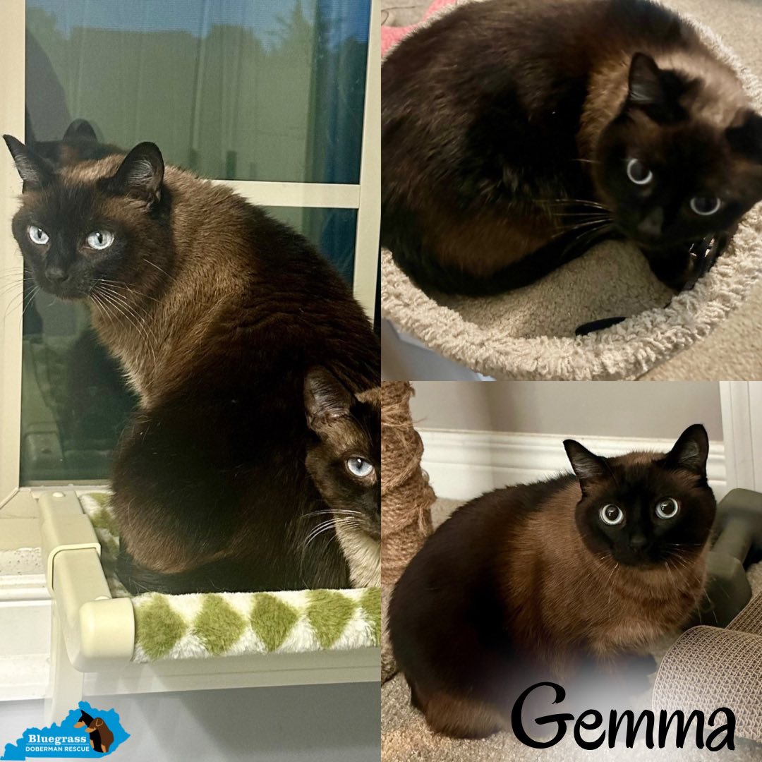 gemma - Bluegrass Doberman Rescue