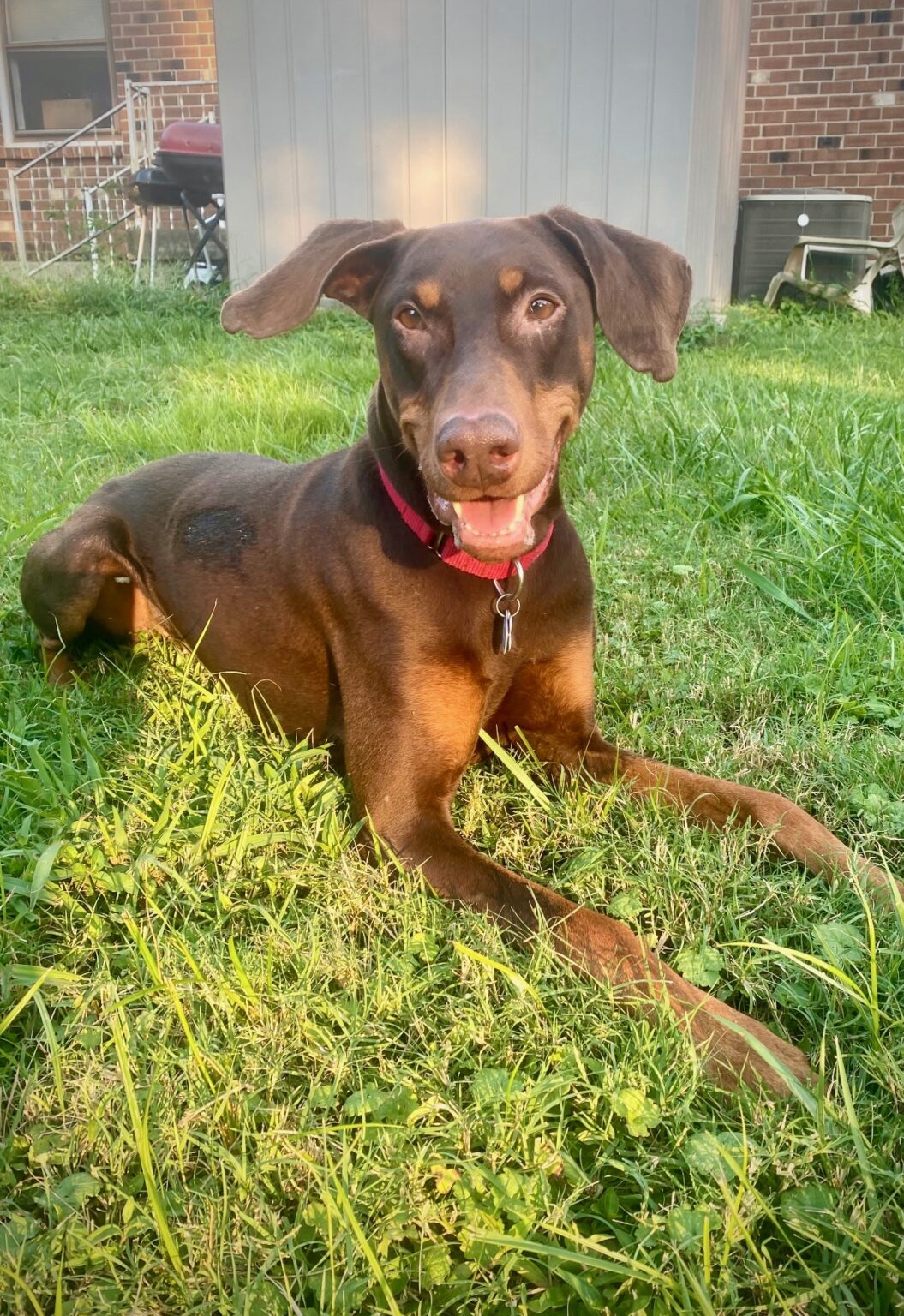 Rudolpho - Bluegrass Doberman Rescue