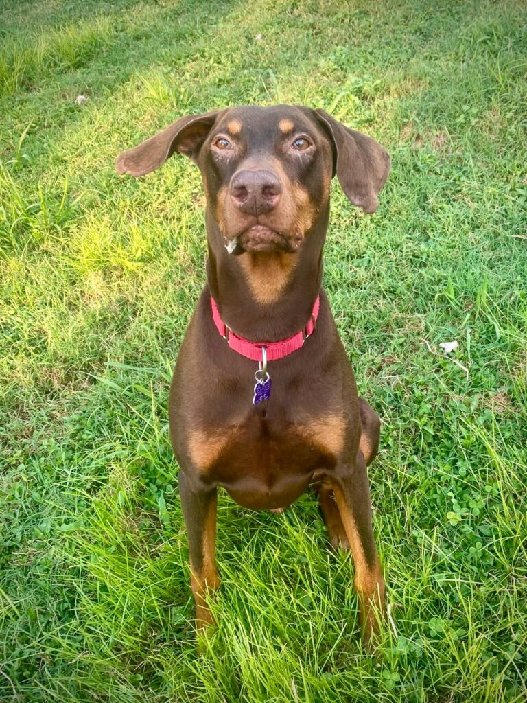 Rudolpho - Bluegrass Doberman Rescue