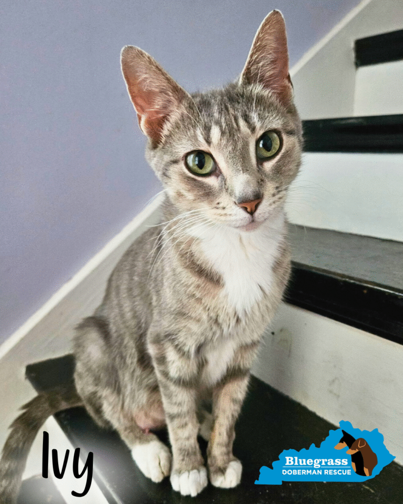 ivy - Bluegrass Doberman Rescue