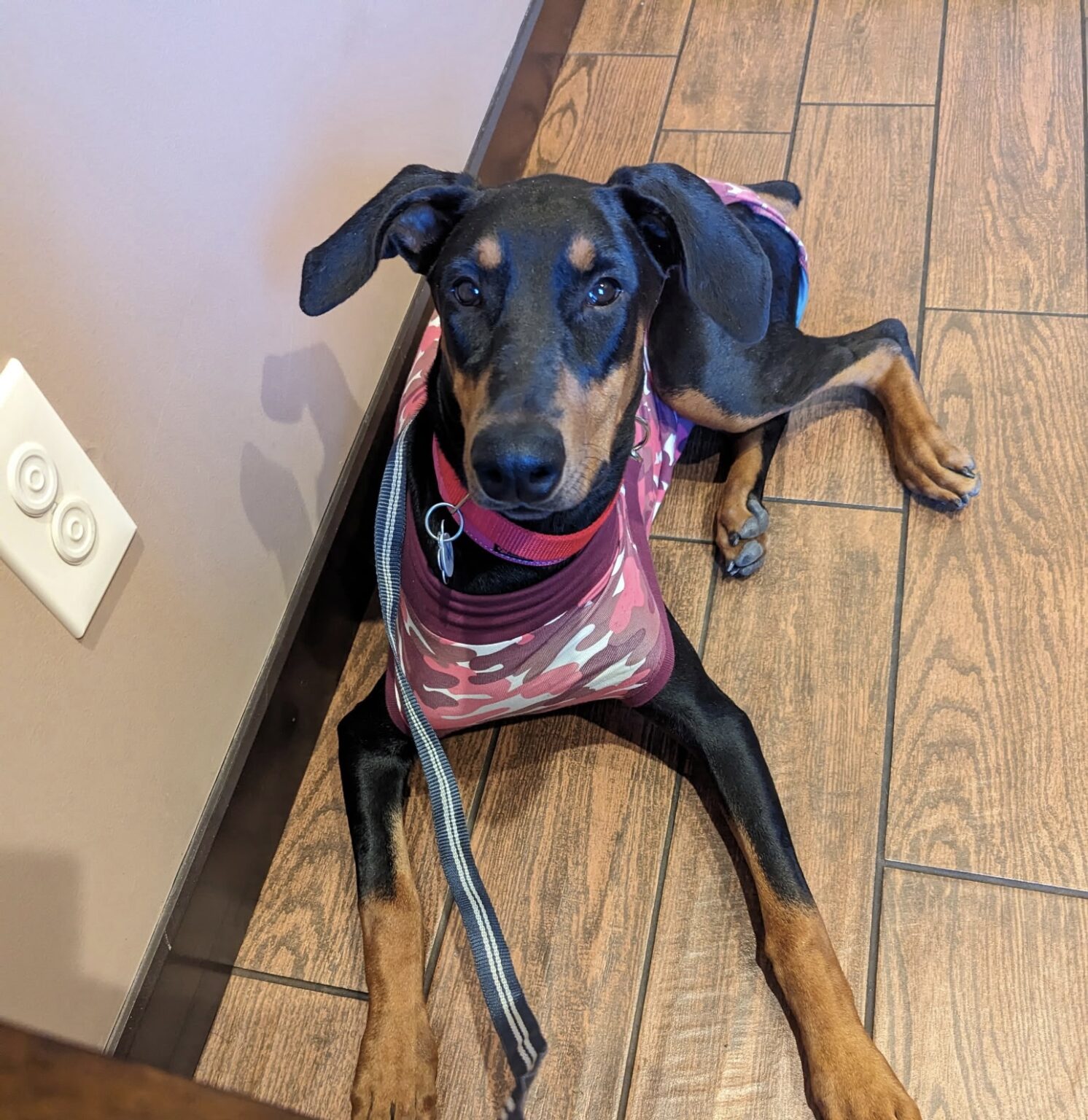 freya - Bluegrass Doberman Rescue