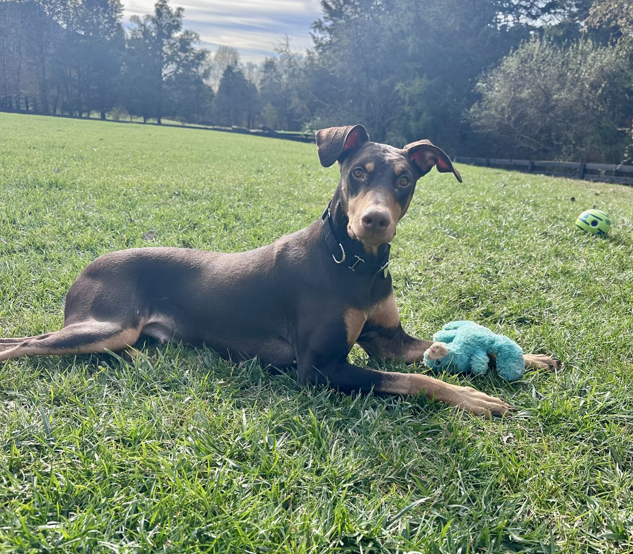 gypsy - Bluegrass Doberman Rescue